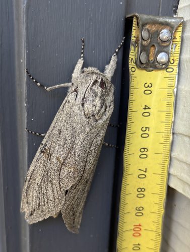 Giant Wood Moth • Flinders Ranges Field Naturalists