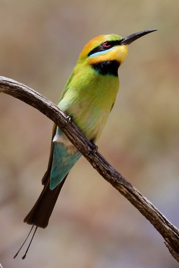 Rainbow Bee-eater: Copley • Flinders Ranges Field Naturalists