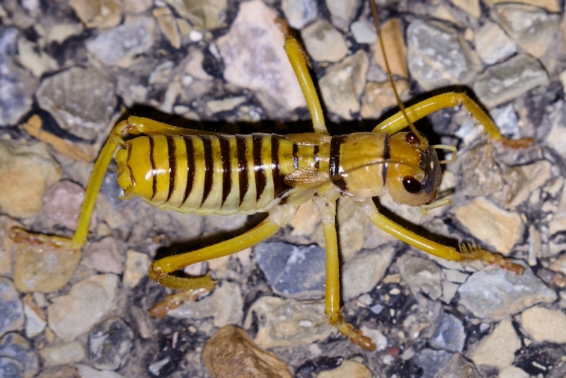 Raspy Cricket: Pareremus tigrinus • Flinders Ranges Field Naturalists